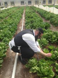 Gallery – Central Rabbinical Congress – CRC Kosher