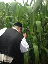 Gallery – Central Rabbinical Congress – CRC Kosher