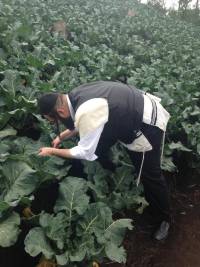 Gallery – Central Rabbinical Congress – CRC Kosher